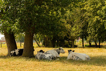 Cows Under A Tree Free Stock Photo - Public Domain Pictures