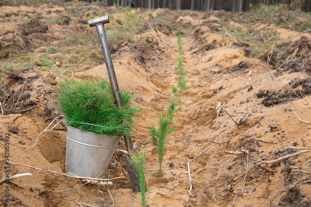green seedlings of trees lie in a bucket. Small trees planted in the ...
