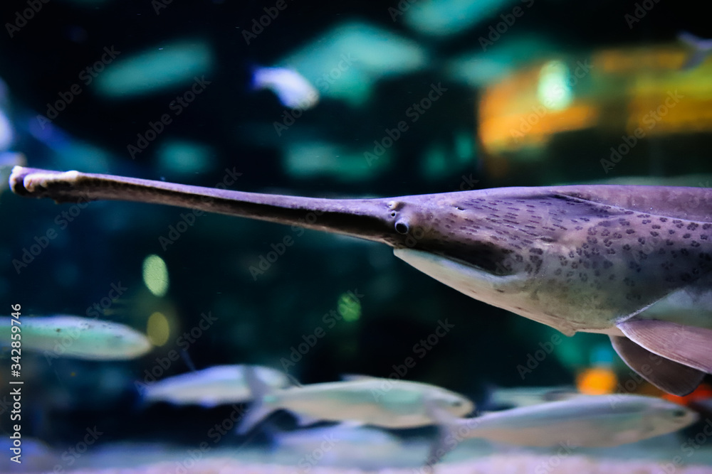 long-nosed dragon fish swimming in the aquarium Stock Photo | Adobe Stock