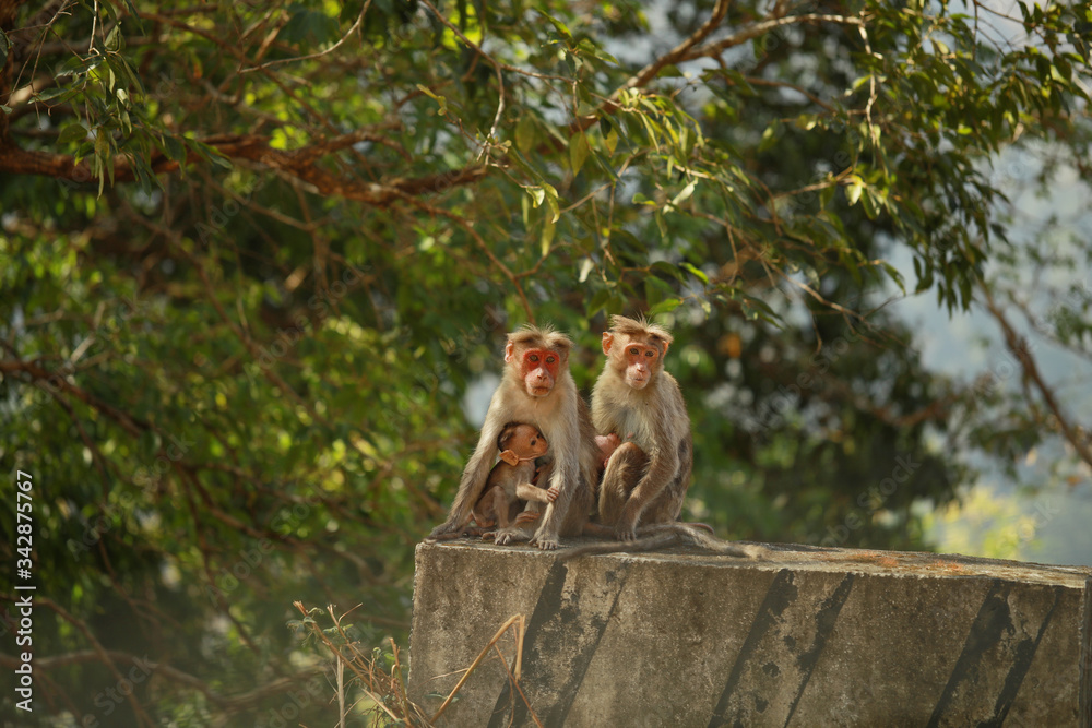 Family of monkeys.Mother and child Rhesus Macaque monkeys, Angkor Wat ...
