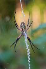 Argiope Spider Underside Close-up Free Stock Photo - Public Domain Pictures