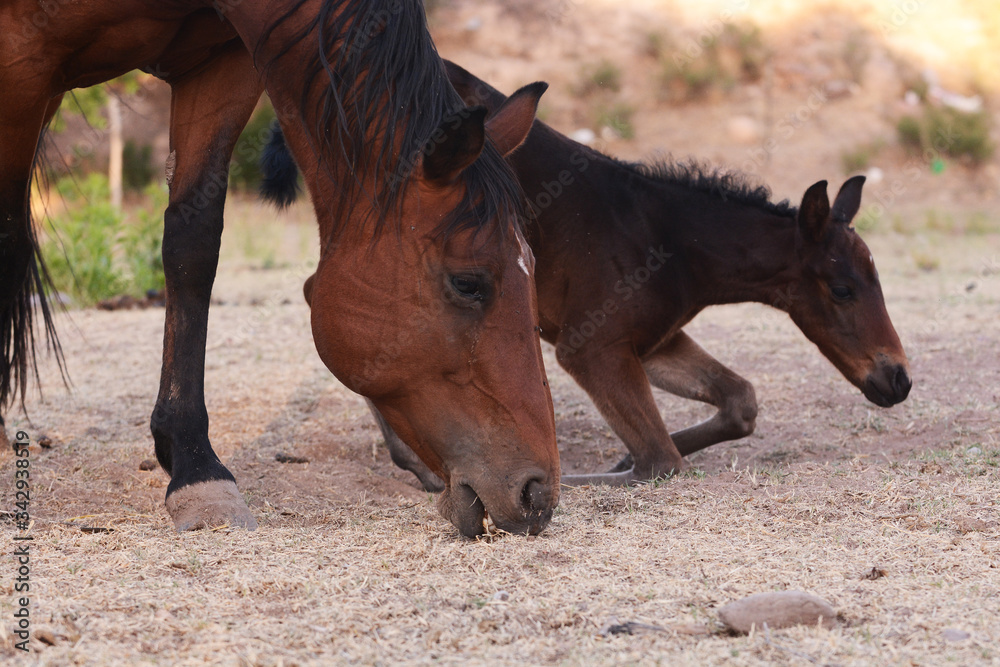 Yegua y su potrillo, caballos Stock Photo | Adobe Stock