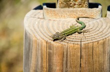 Lizard On Tree Stump Free Stock Photo - Public Domain Pictures