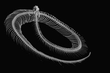 Snake Skeleton Free Stock Photo - Public Domain Pictures