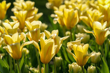 Yellow Tulips Close-up Portrait Free Stock Photo - Public Domain Pictures
