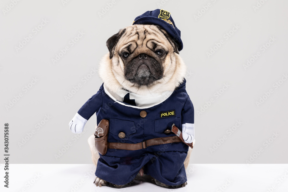 Cute Police dog,Happy Dog pug breed wering police uniform standing on ...