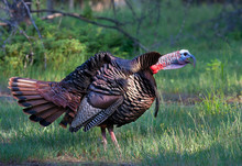 Two Tom Turkey And Redbud Tree Free Stock Photo - Public Domain Pictures