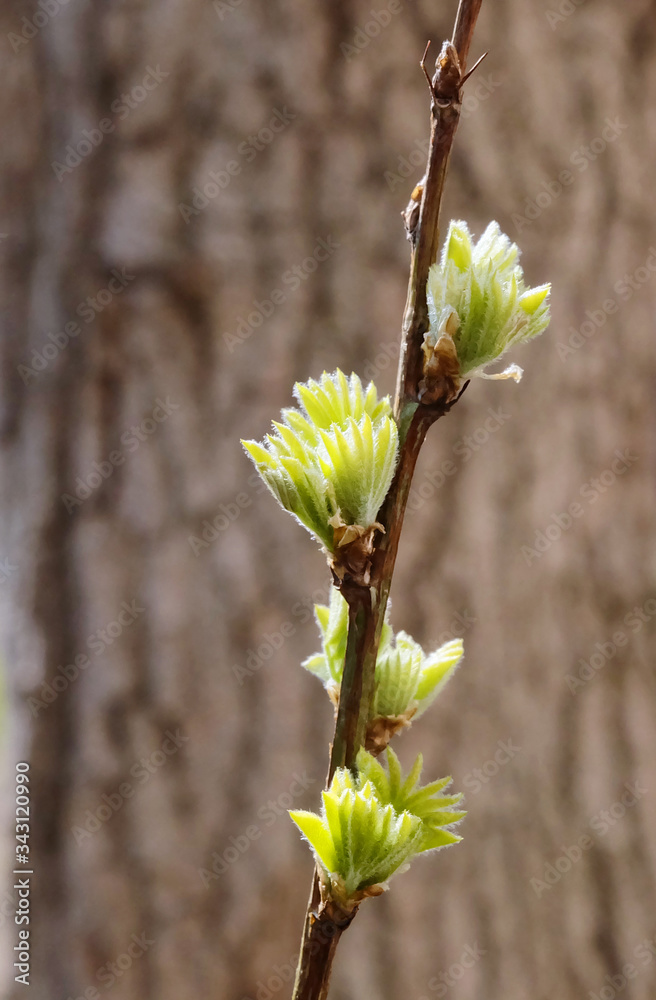 Bursting buds on an ornamental shrub Siberian peashrub (Caragana ...