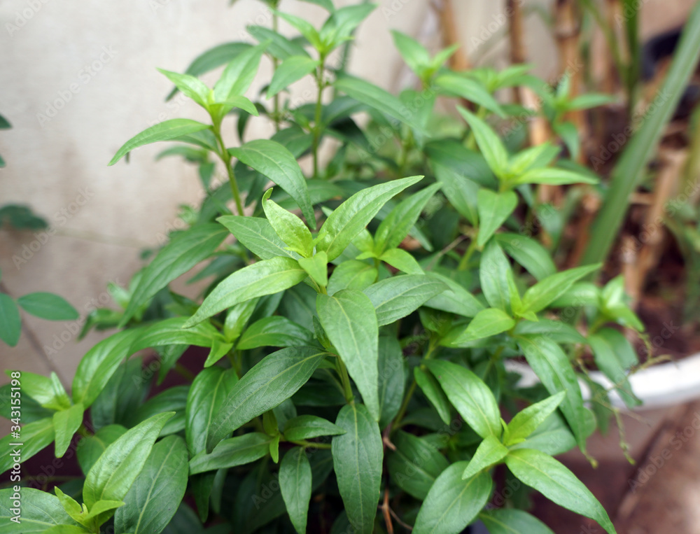 Andrographis paniculata (green chiretta) growing in the garden. annual ...
