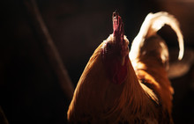 Rustic Roosters Free Stock Photo - Public Domain Pictures