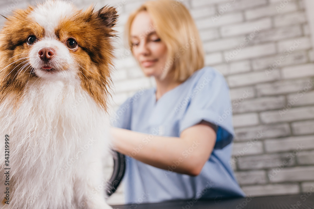 beautiful little puppy in grooming salon, during hygienic beauty ...