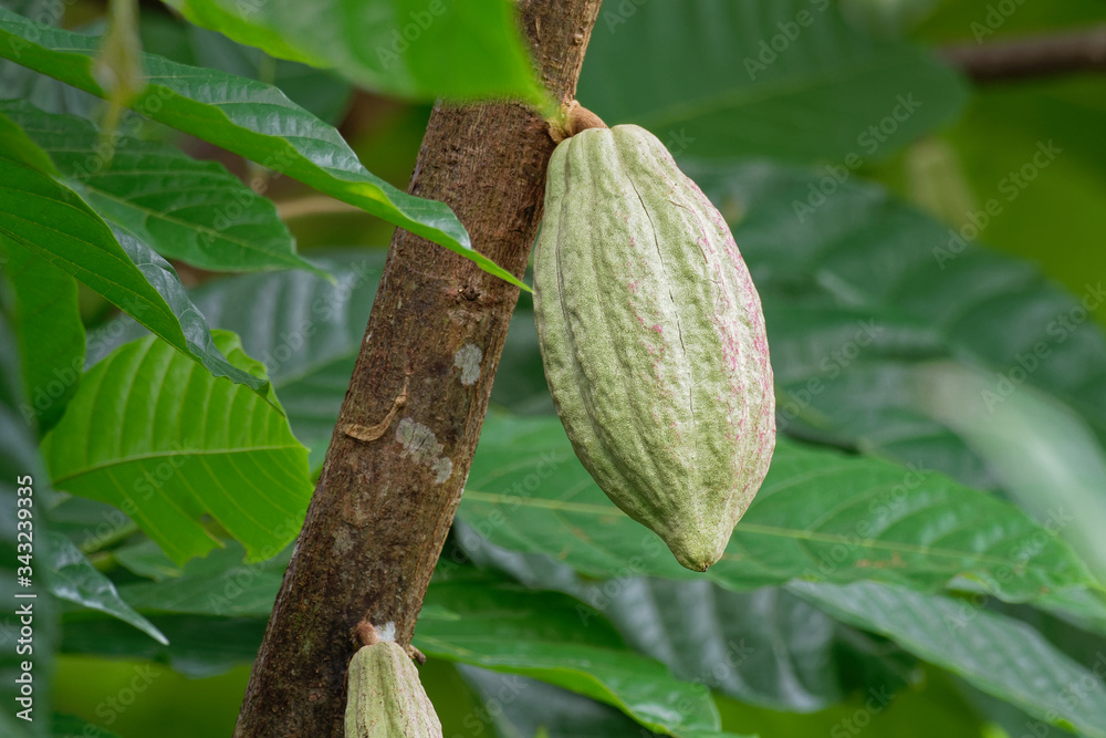 Theobroma cacao, the cacao tree and the cocoa tree, is a small ...
