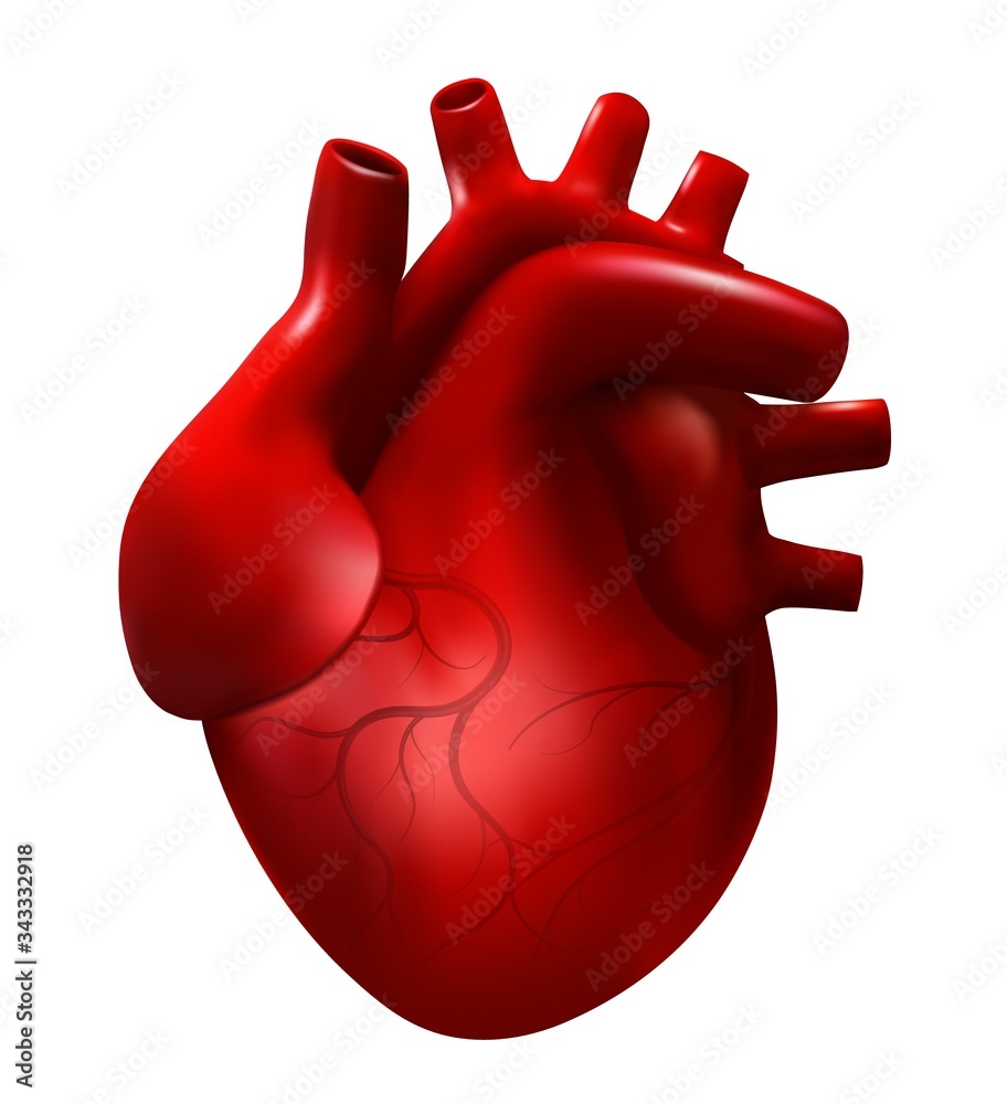 Realistic human heart vector illustration. 3d cardiology model isolated ...