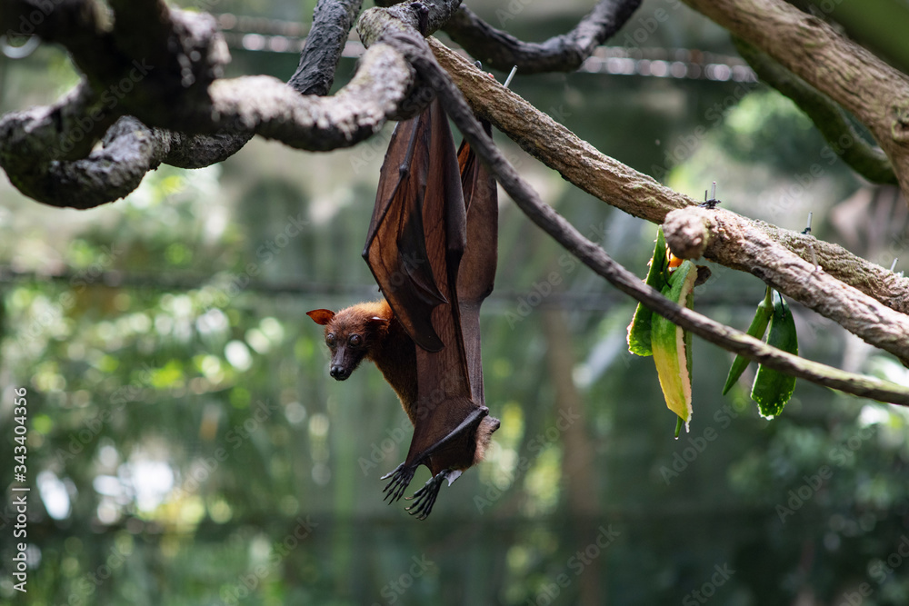 Cute flying fox hanging on a tree branch. Bat with a funny face. Wild ...
