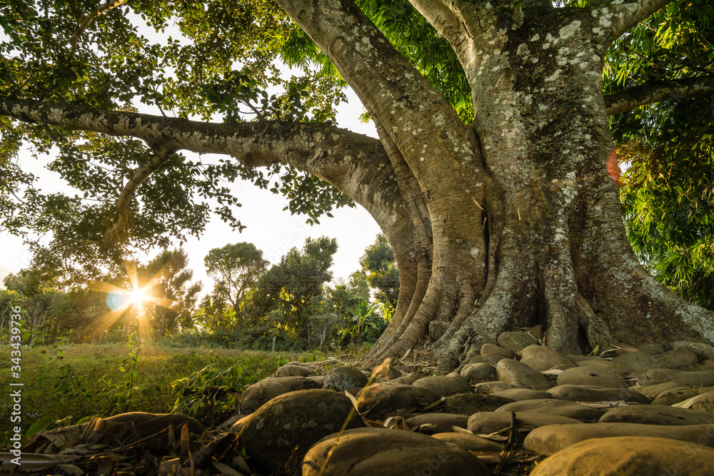 Chautari or resting spot below a pair of large Banyan and Peepal ...