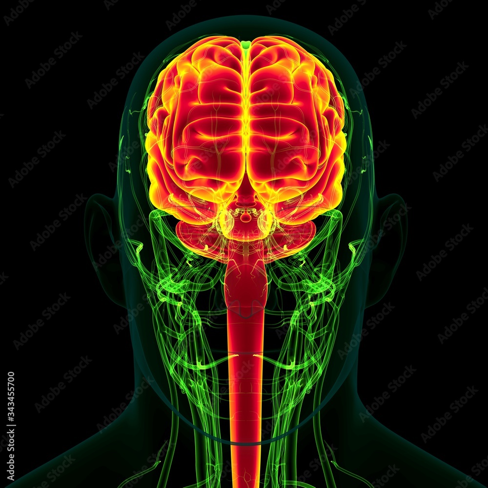 3D Illustration Human Brain With Circulatory System Anatomy Stock ...