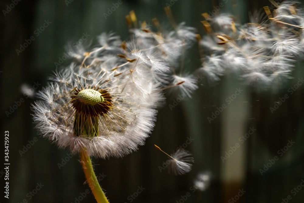 Pusteblume Löwenzahn Wind Flug Schirmchen Taraxacum sect. Ruderalia ...