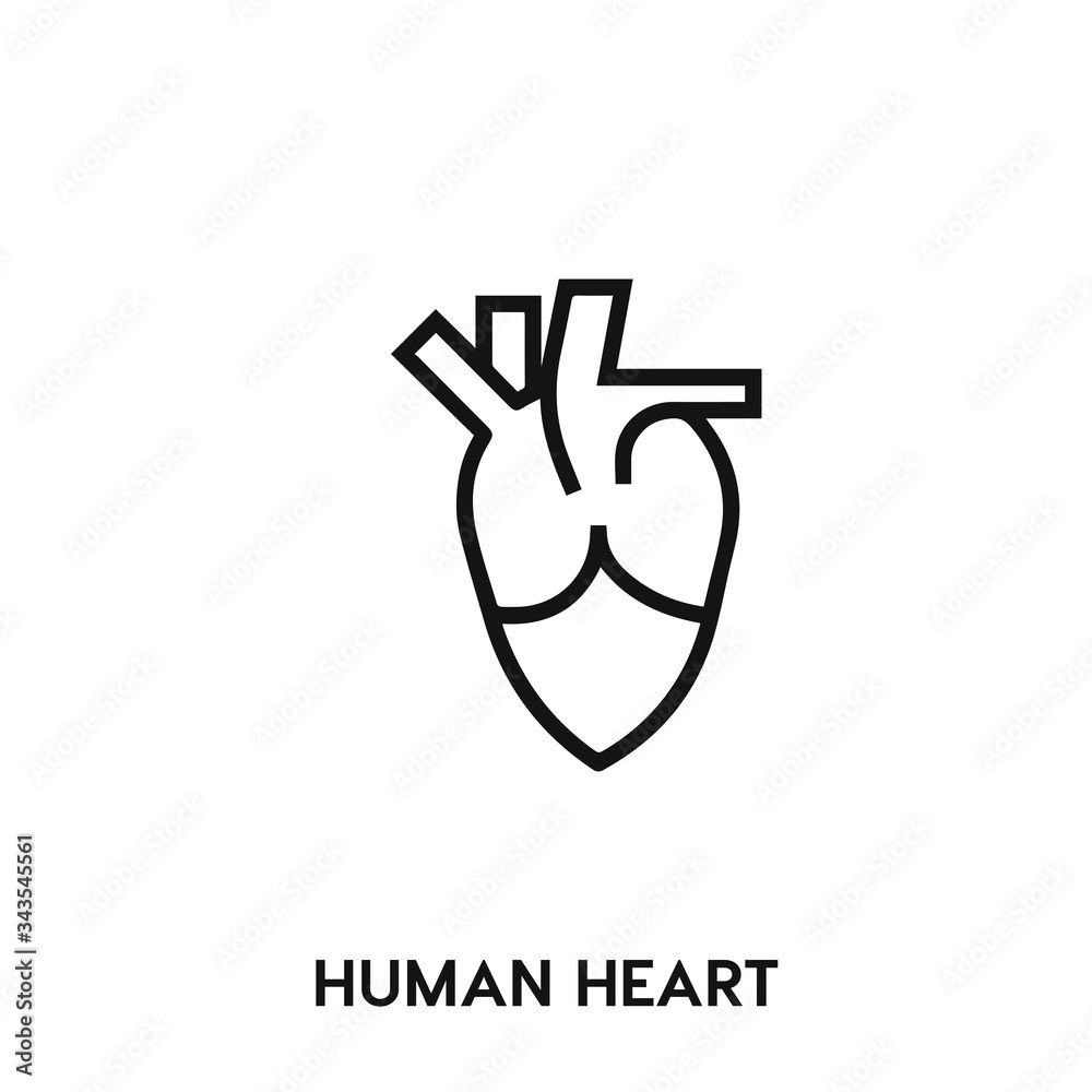 human heart icon vector. human heart sign symbol Stock Vector | Adobe Stock