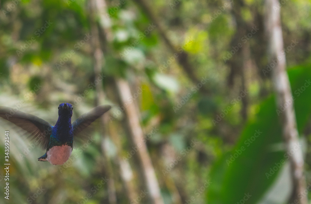 Hummingbirds flying around in Gamboa Stock Photo | Adobe Stock