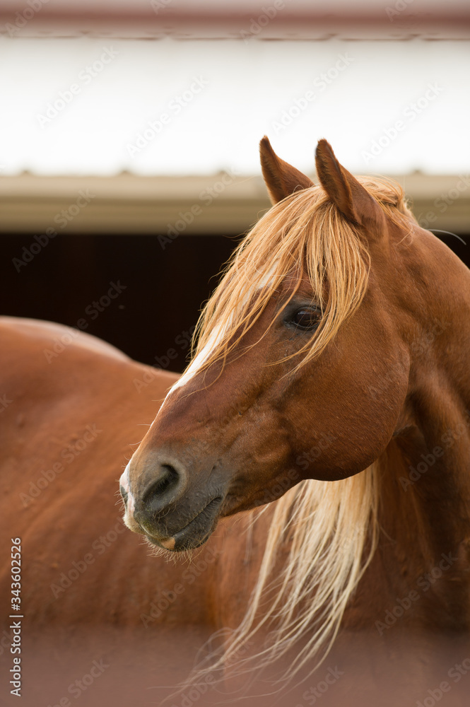 Stock-Foto „Chestnut Stallion Quarter horse portrait with flax mane ...