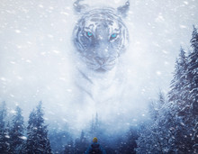 Giant Tiger Free Stock Photo - Public Domain Pictures