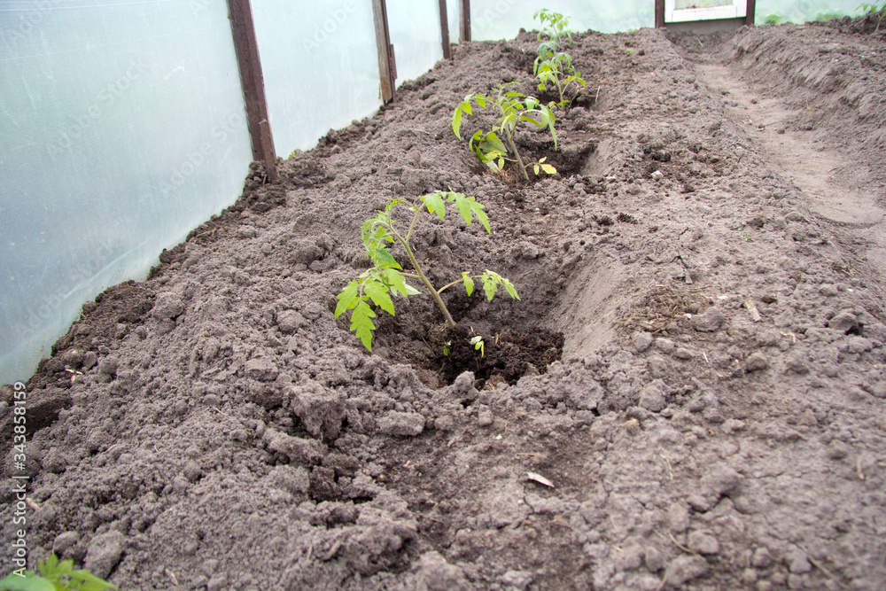 Young tomato plants lie in the holes and are prepared for planting. The ...