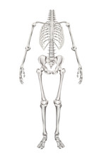 Headless Skeleton Free Stock Photo - Public Domain Pictures