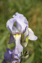 Pale Yellow Wild Iris Flower Free Stock Photo - Public Domain Pictures