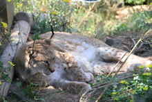 Sleeping Leopard Cub Free Stock Photo - Public Domain Pictures