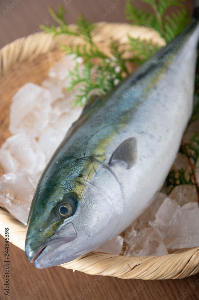 Inada, japanese whole raw yellow tail Stock Photo | Adobe Stock