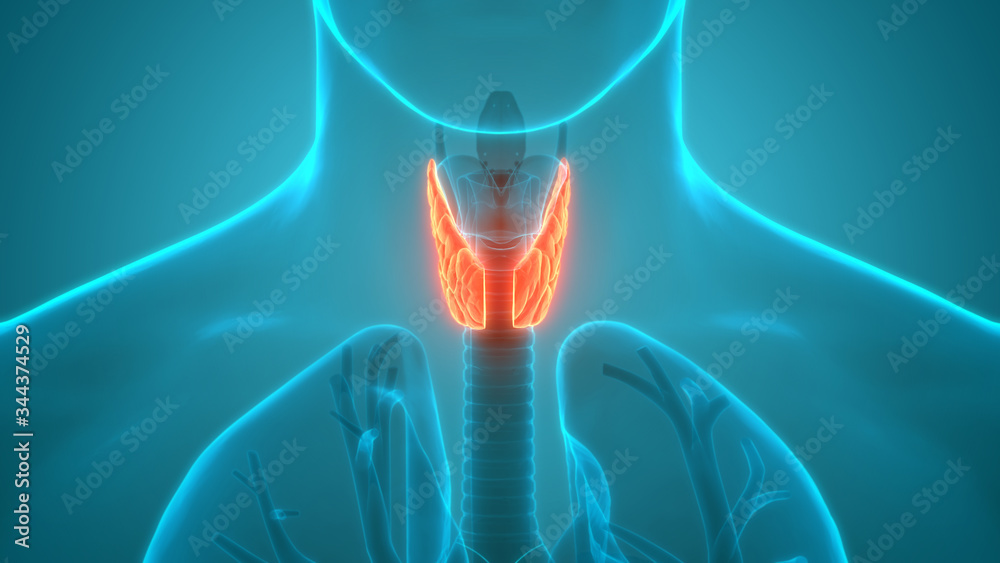 Human Glands Lobes of Thyroid Gland Anatomy Stock Illustration | Adobe ...