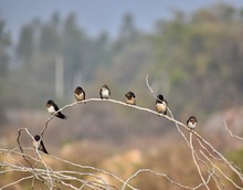 Winter Barn Swallow Bird Free Stock Photo - Public Domain Pictures
