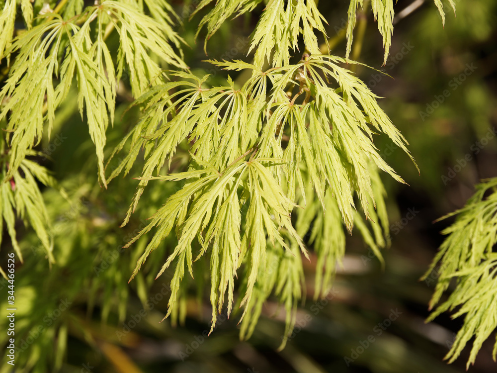 Stock-Foto „Acer palmatum dissectum | Erable palmé du Japon au ...