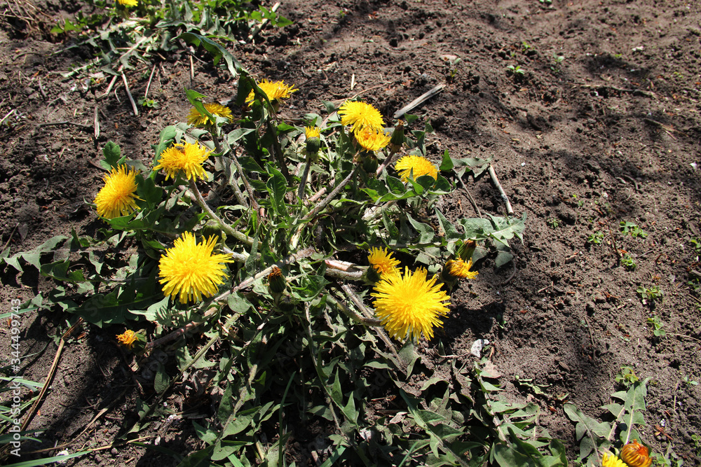 Сute yellow spring dandelions in the sun close-up. Coltsfoot. Early ...