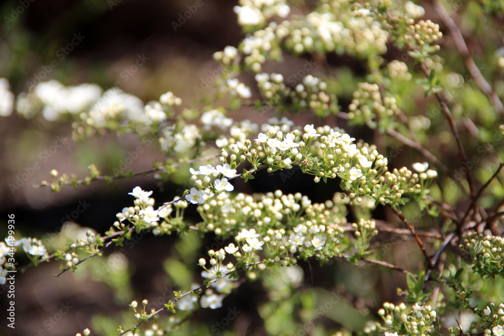 Beautiful spring flowering trees branches. Natural spring flowers ...
