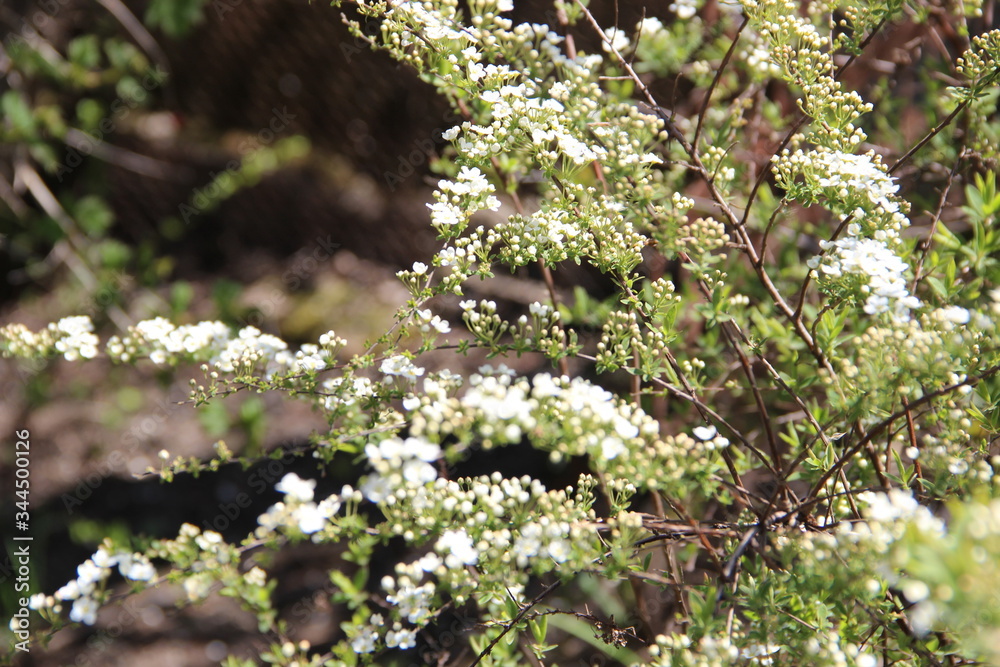 Beautiful spring flowering trees branches. Natural spring flowers ...