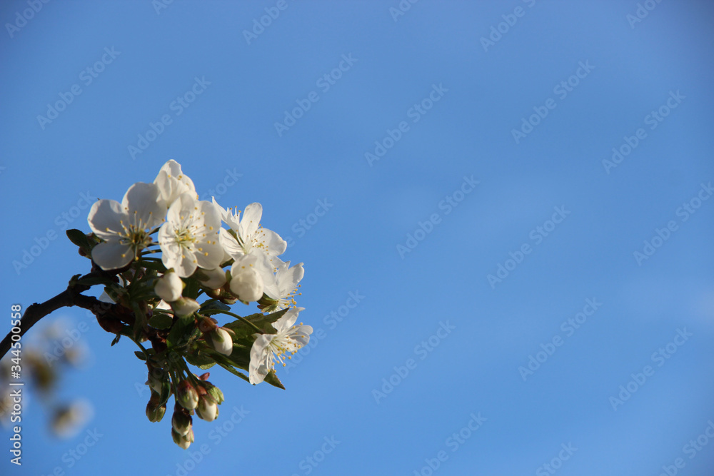 Beautiful spring flowering cherry tree branches on the background of ...