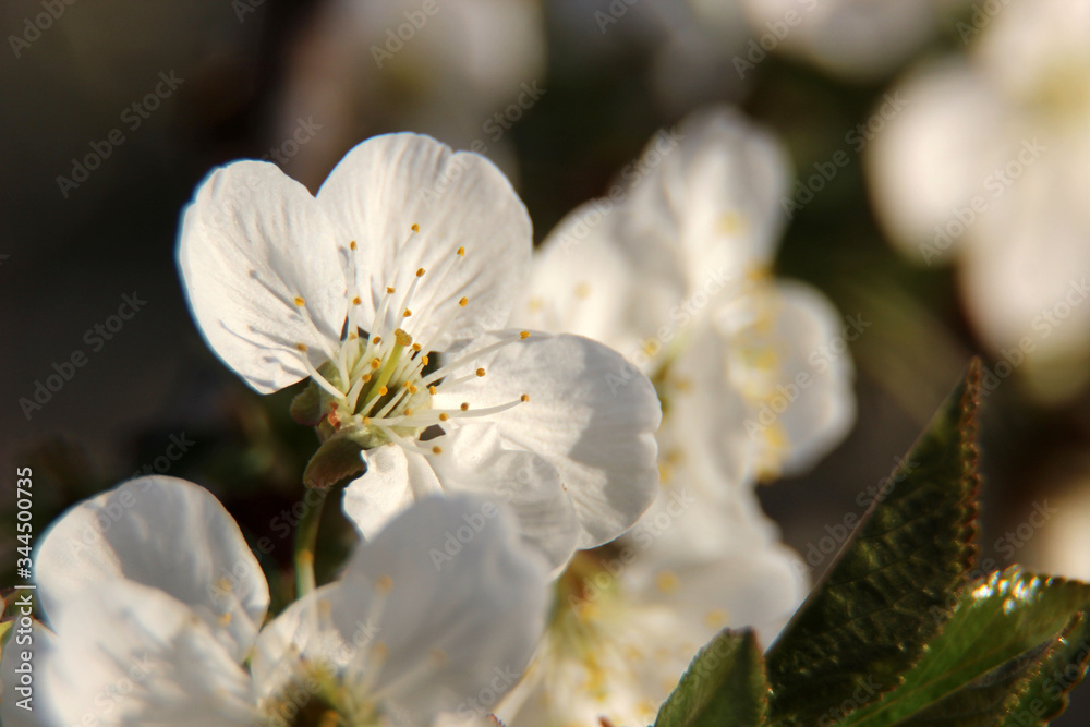 Beautiful spring flowering cherry tree close-up. Cherry Tree Bloom In ...