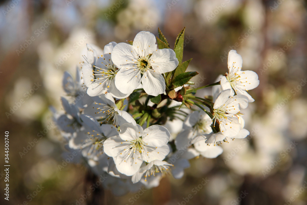 Beautiful spring flowering cherry tree close-up. Cherry Tree Bloom In ...