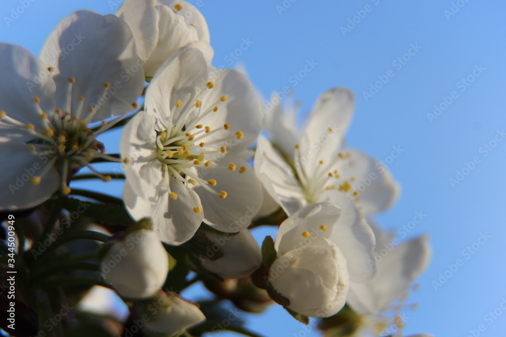 Beautiful spring flowering cherry tree close-up. Cherry Tree Bloom In ...