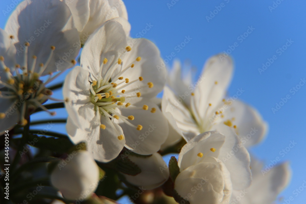 Beautiful spring flowering cherry tree close-up. Cherry Tree Bloom In ...