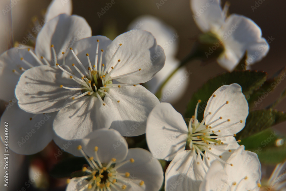 Beautiful spring flowering cherry tree close-up. Cherry Tree Bloom In ...