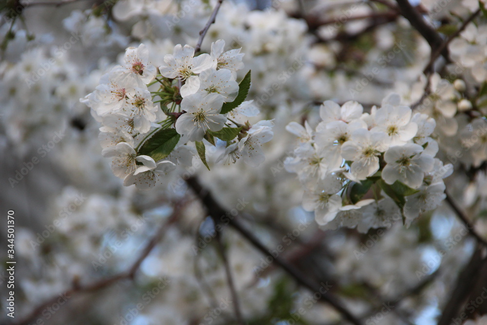 Beautiful spring flowering cherry tree close-up. Cherry Tree Bloom In ...