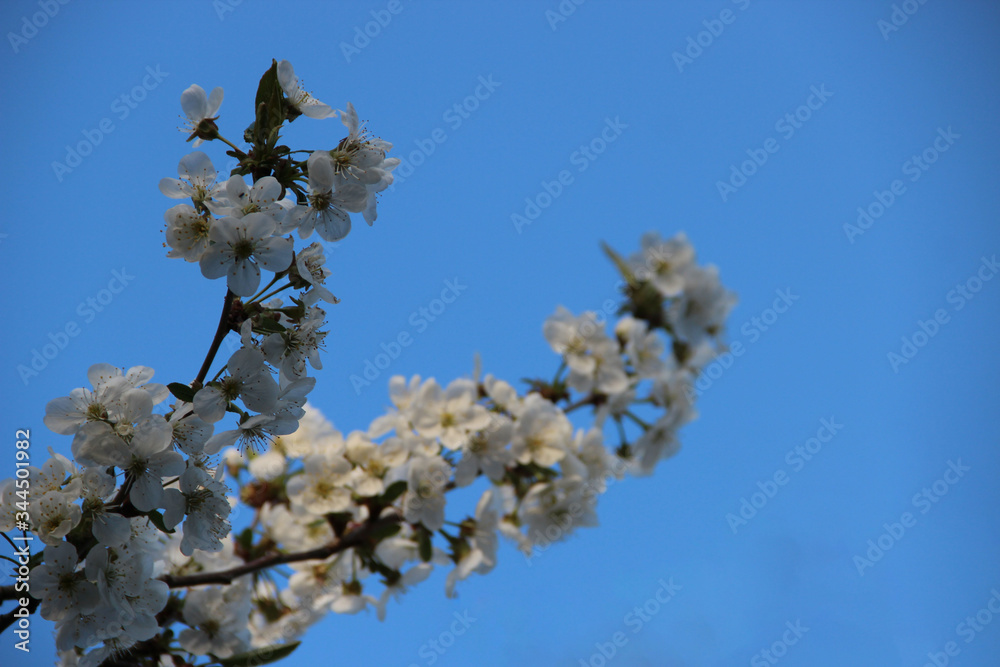 Beautiful spring flowering cherry tree branches on the background of ...