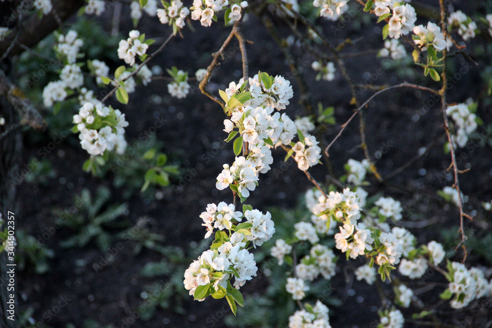 Beautiful spring-flowering. Pear blossom. Fruit Trees Bloom In The ...