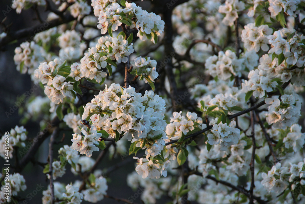 Beautiful spring-flowering. Pear blossom. Fruit Trees Bloom In The ...