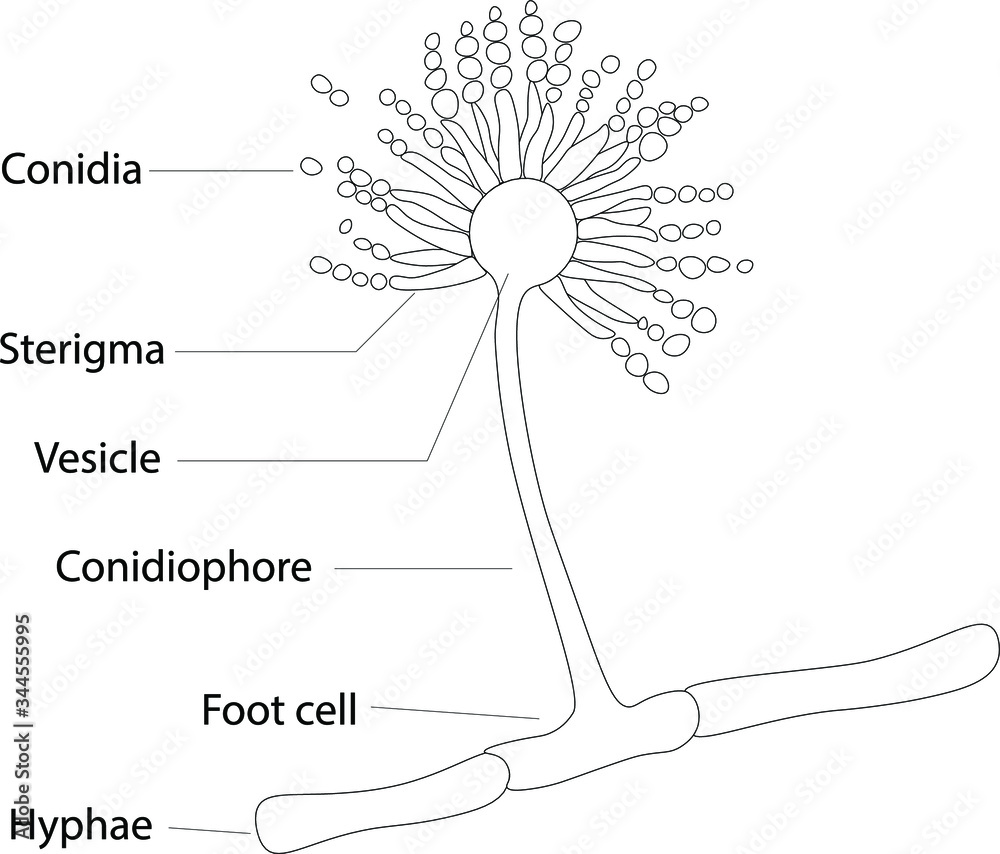 Structure of Aspergillus under microscope Stock Vector | Adobe Stock