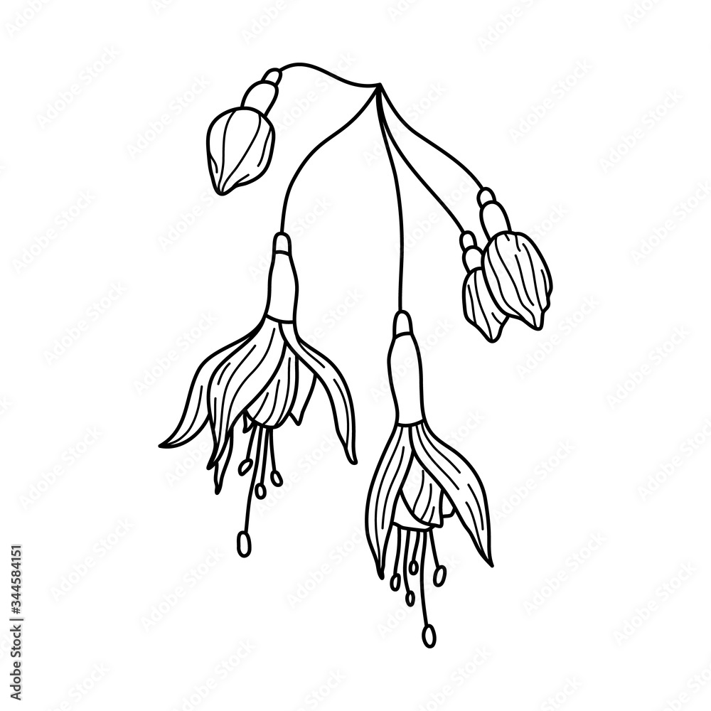 Outline Fuchsia Flower. Line drawing Botanical tropical plant In a ...