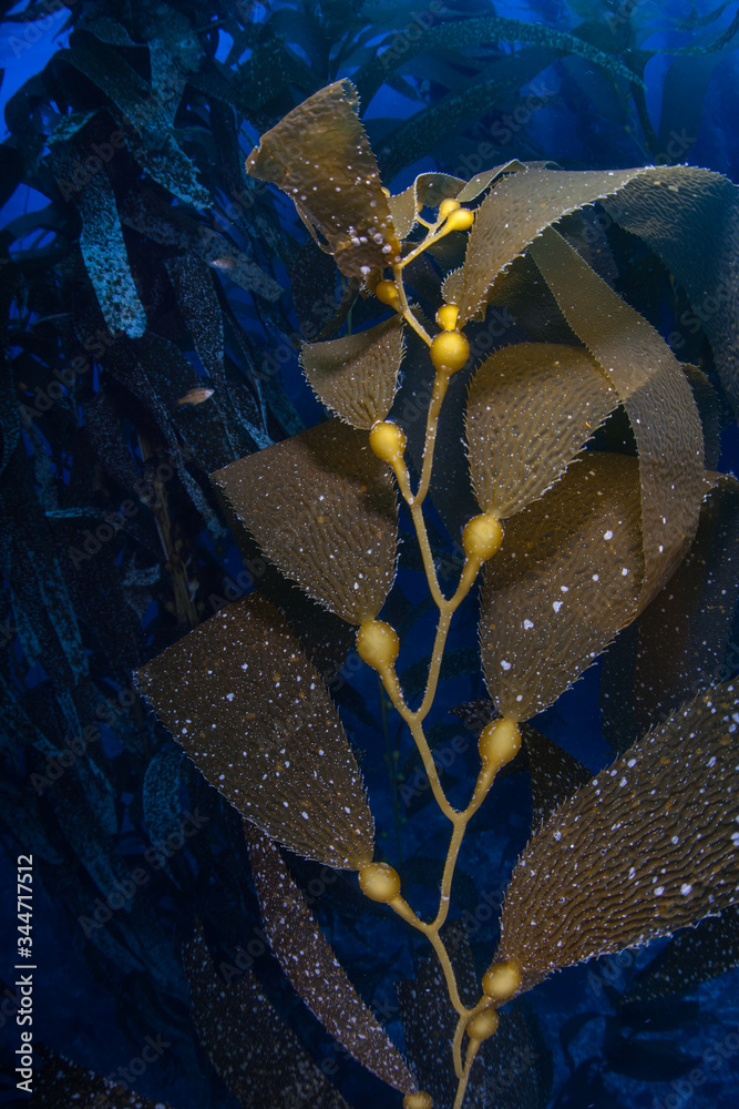 Foto Forests of giant kelp, Macrocystis pyrifera, commonly grow in the ...