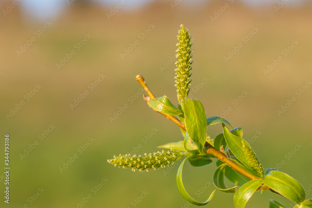 Salix fragilis, with the common names crack willow and brittle willow ...